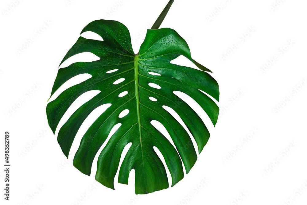 Beautiful Tropical Monstera leaf, isolated on white background with ...