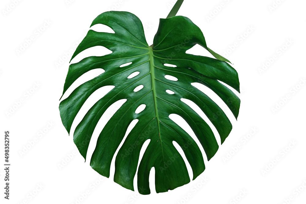 Beautiful Tropical Monstera leaf, isolated on white background with ...