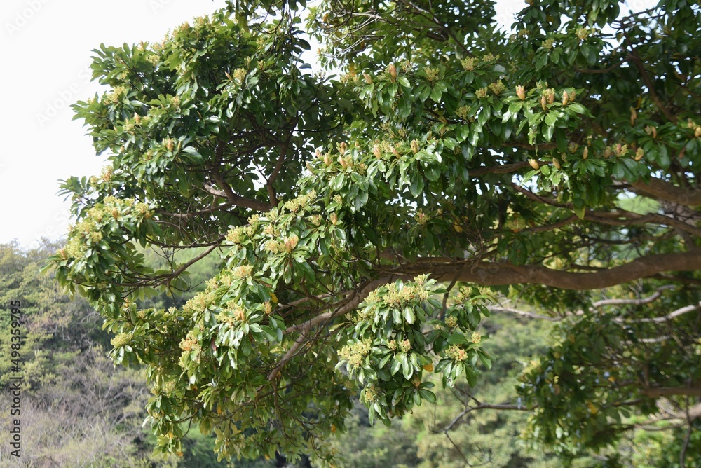 Machilus thunbergii (Tabunoki tree) Flower buds. Lauraceae evergreen ...