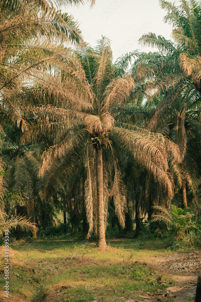 Picture of a tall Palm tree in the rainforest in a tropical climate ...