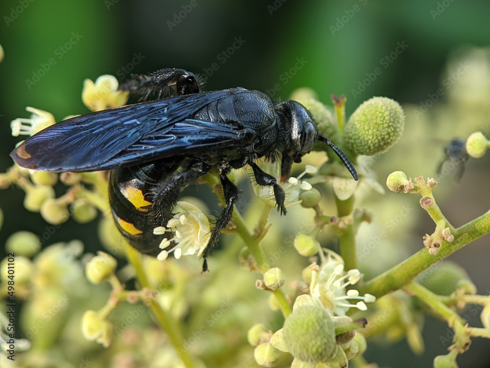 Foto de Scolia hirta is a species of wasp in the subfamily Scoliinae of ...