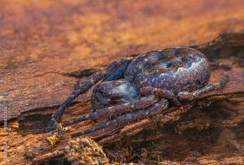 walnut orb-weaver spider - Nuctenea umbratica, the walnut orb-weaver ... walnut orb-weaver spider - Nuctenea umbratica, the walnut orb-weaver ...
