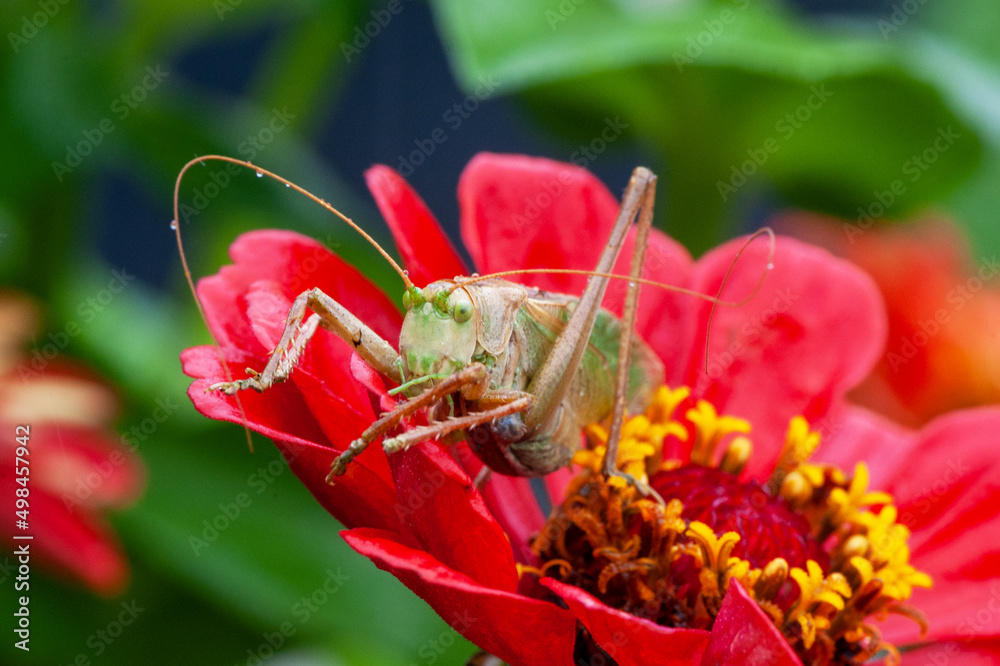 Grass Hopper. A differential grasshopper hanging out in a summer meadow ...
