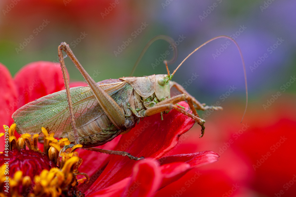 Grass Hopper. A differential grasshopper hanging out in a summer meadow ...