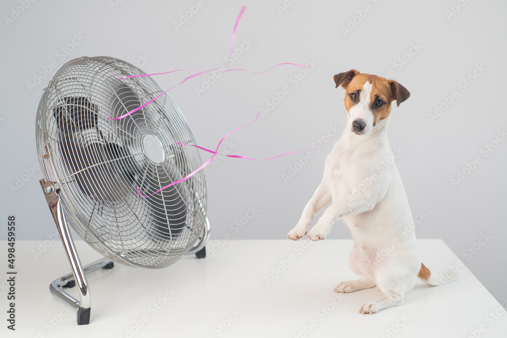 Jack russell terrier dog sits enjoying the cooling breeze from an ...