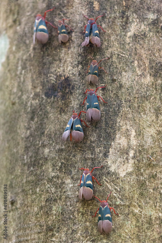 Beautiful Fulgorid Planthopper Lantern bug (Scamandra thetis) in the ...