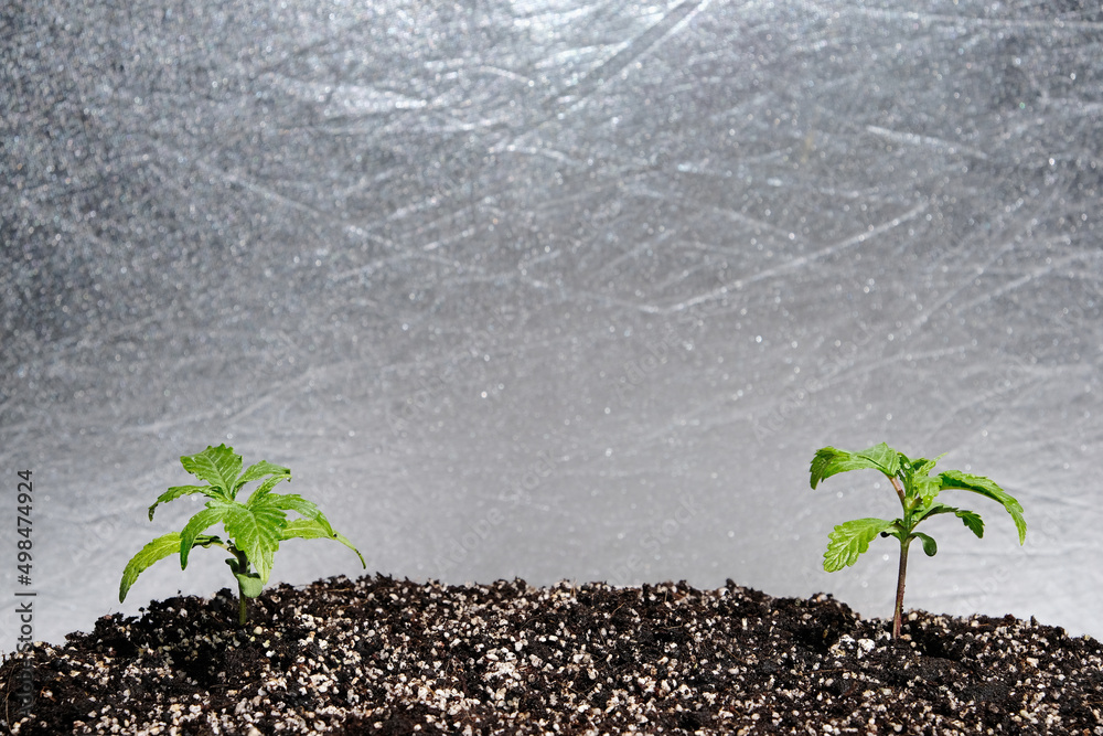 Cannabis sprout in a grow box, macro view. Small marijuana plant in a ...