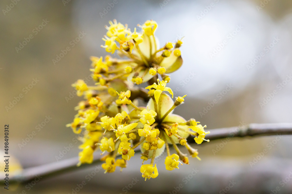 branches with flowers of European Cornel Cornus mas in early spring ...