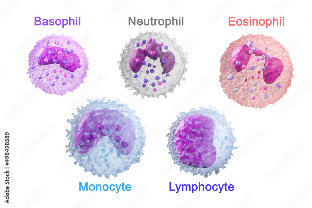 Leukocyte, white blood cells inside a human vein. . 3d render ...