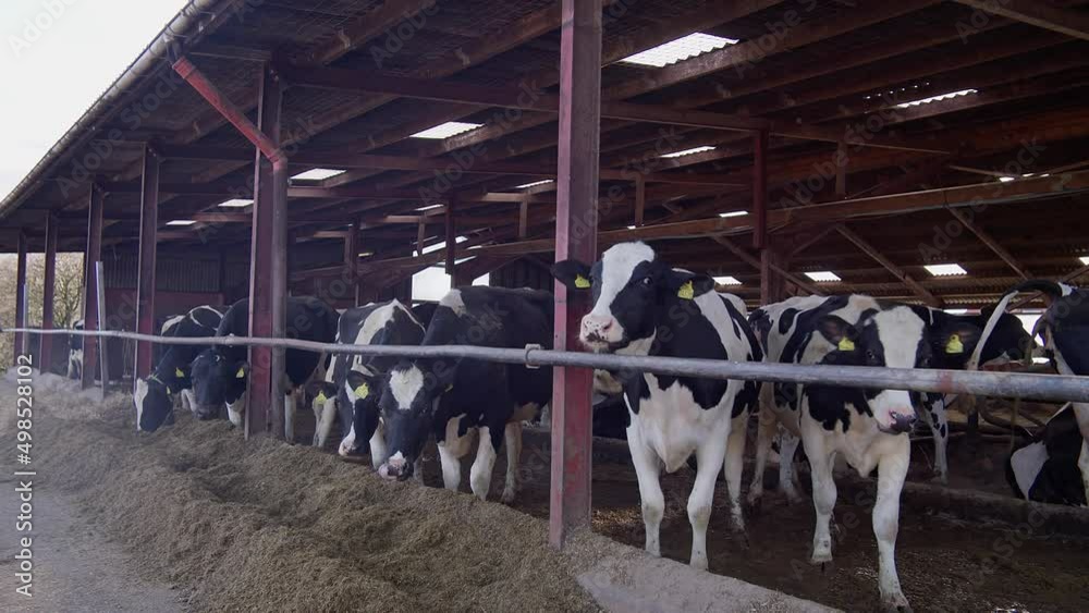 Cows at the Milk Production Factory. A factory worker starts the ...
