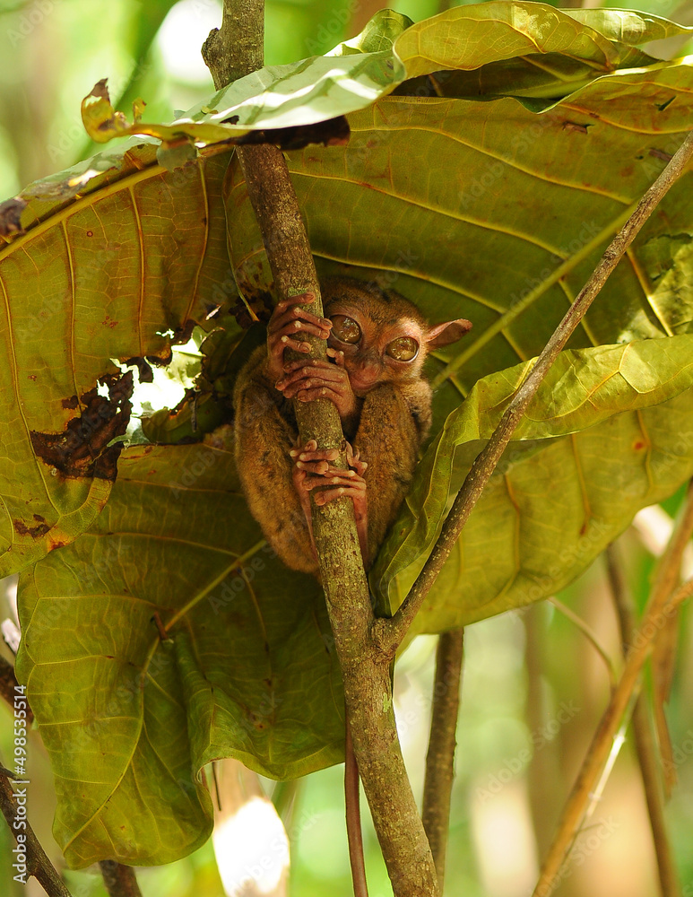 Philippine tarsier (Carlito syrichta} Stock Photo | Adobe Stock