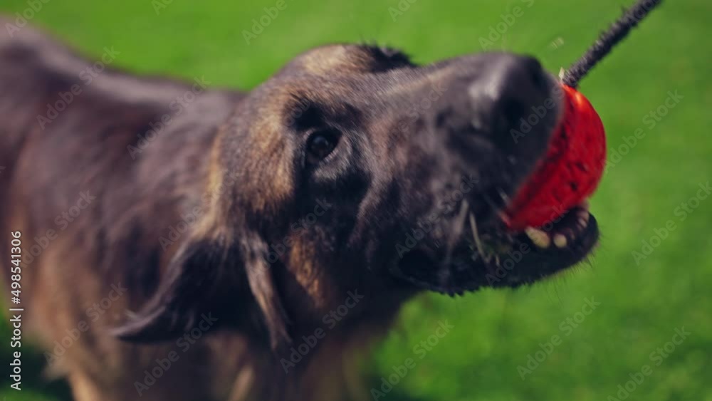 German shepherd dog holding toy in mouth, clenching teeth, police dog ...