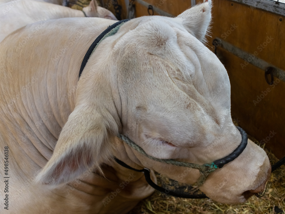 Foto de lovely farm cow at Royal Sydney Easter Show. lovely colours ...
