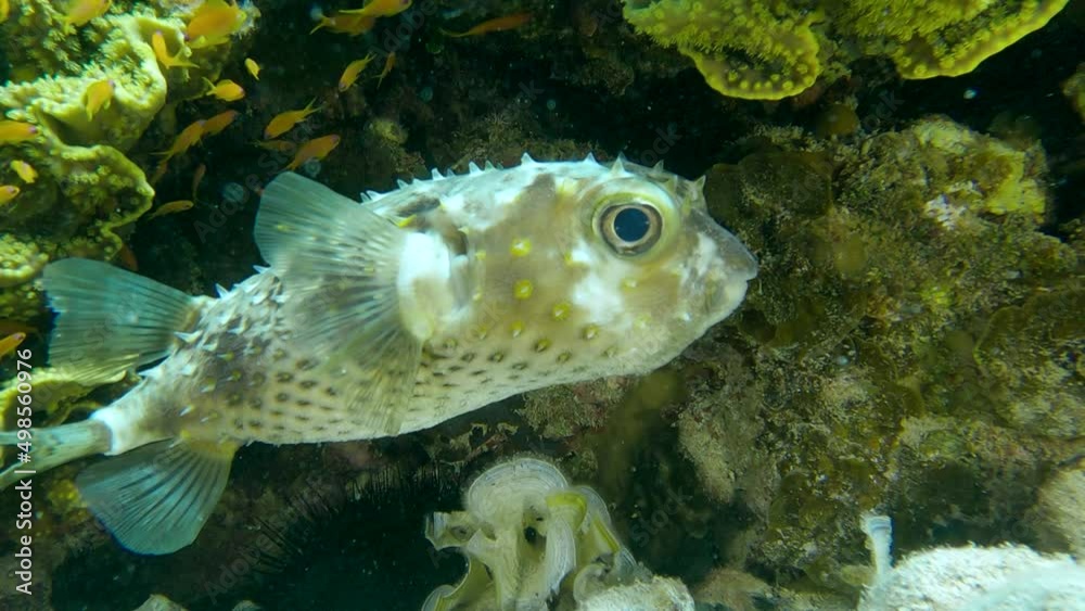 Close up of Porcupine Fish hiding under coral reef. Ajargo, Giant ...