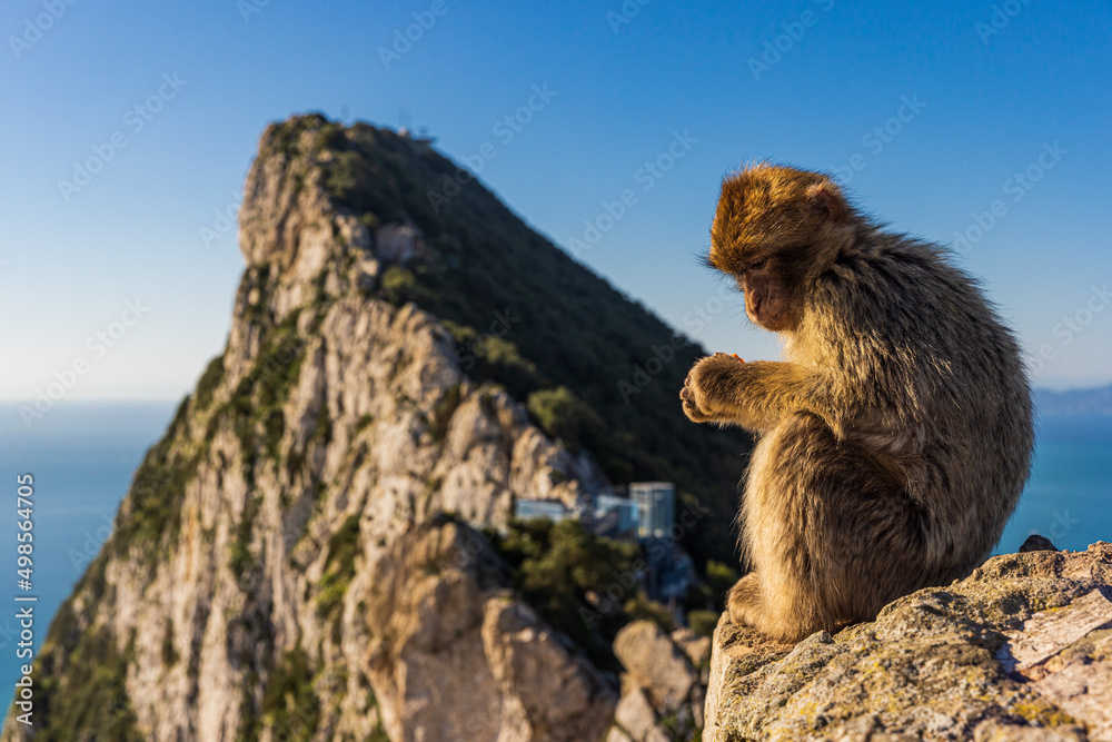 Young Barbery Ape sitting on a rock with the Rock of Gibraltar against ...