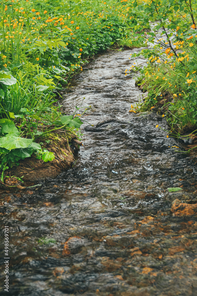 Spring creek among rocks and green grass. Mountain stream on summer day ...