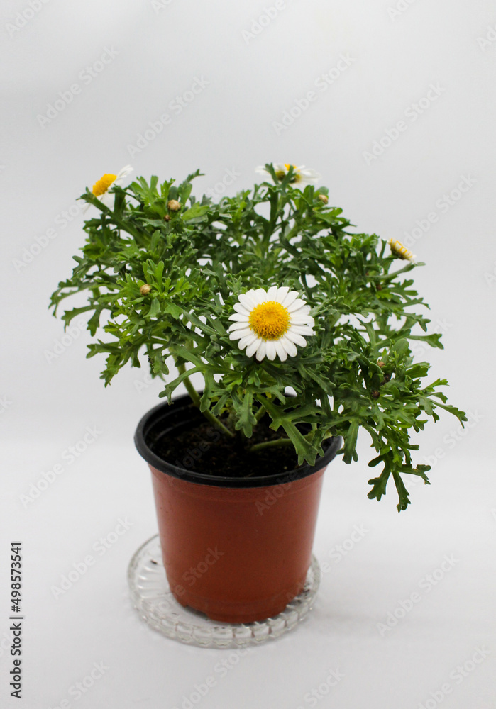 Chrysanthemum, spring flower, plant, Leptospermum scoparium ...