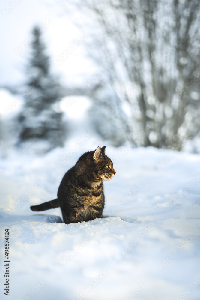 Cat Standing Snow