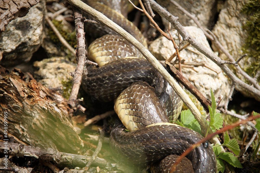 Aesculapian snake (Zamenis longissimus) male combat, male reptiles ...