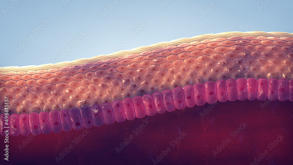 Human skin structure. The skin is the largest organ of the body. The ...