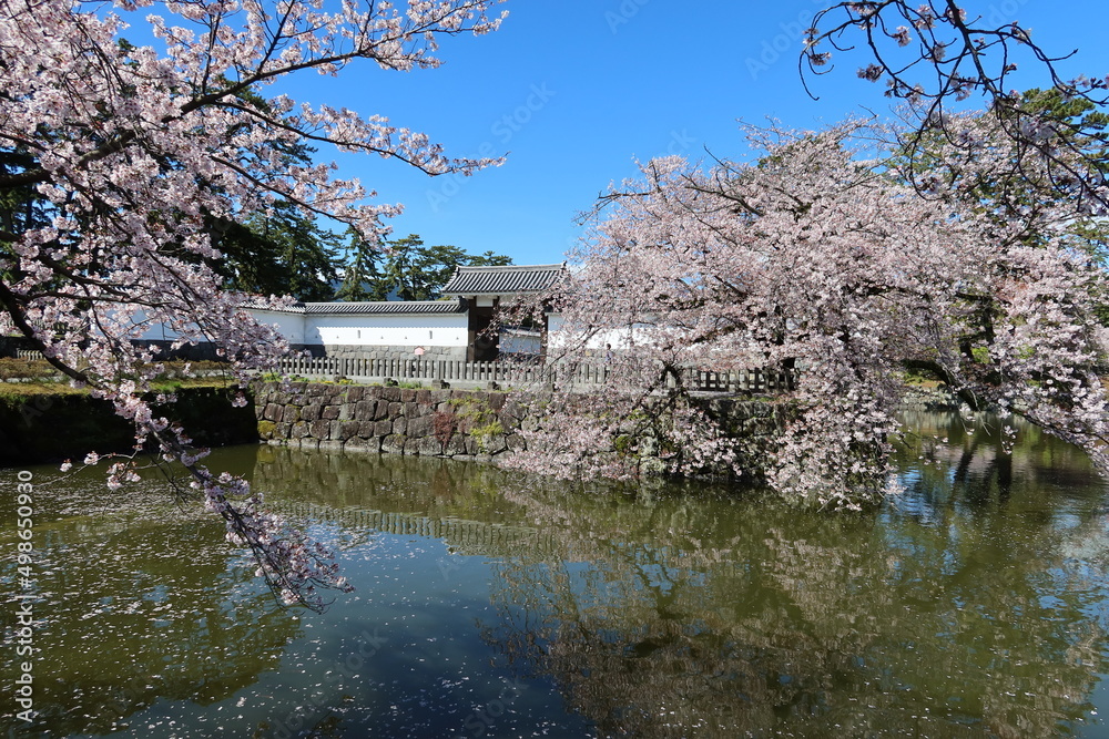 A Japanese castle and cherry blossoms : Umadasi-mon Gate of Odawara-jyo ...