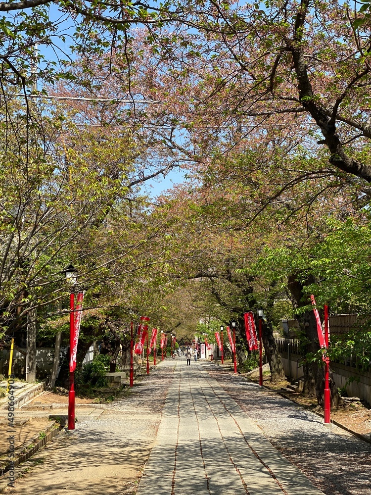 The old sakura tree path to the temple of Japan, "Hokekyoji (Lotus ...