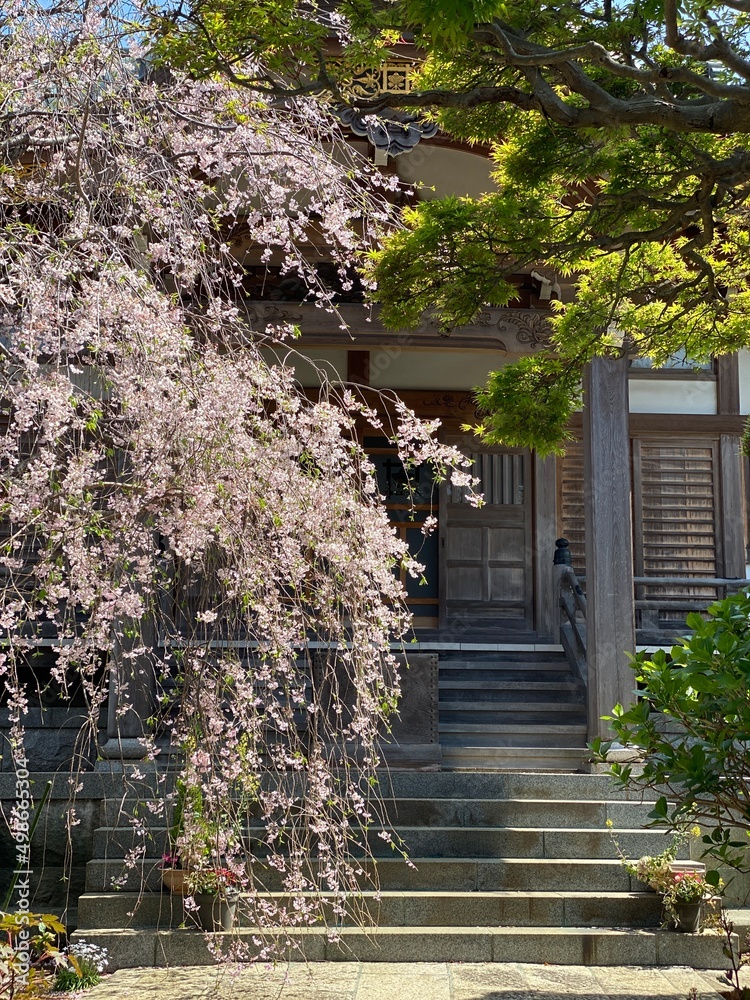 Beautiful sakura blossom tree before the temple house, Japanese ancient ...