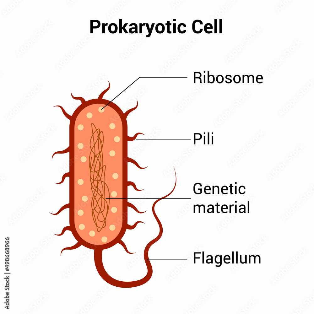 prokaryotic cell structure diagram vector Stock Vector | Adobe Stock