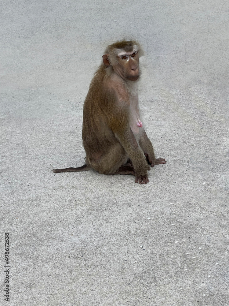 One monkey on a gray abstract background. Monkey sitting on the road ...