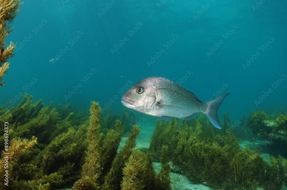 Silver snapper swimming above flat sandy bottom with some coverage of ...
