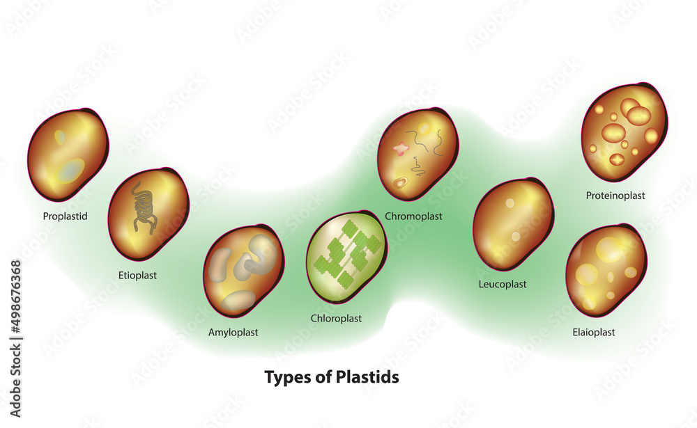 Types of Plastids in eukaryotic cell Stock Vector | Adobe Stock