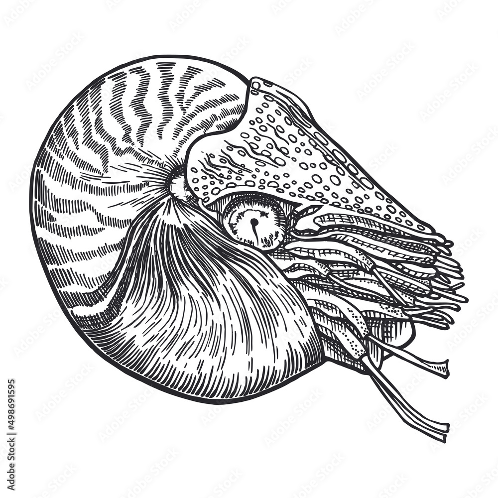 Nautilus sea shell. Marine design. Hand drawn with pen and ink. Black ...