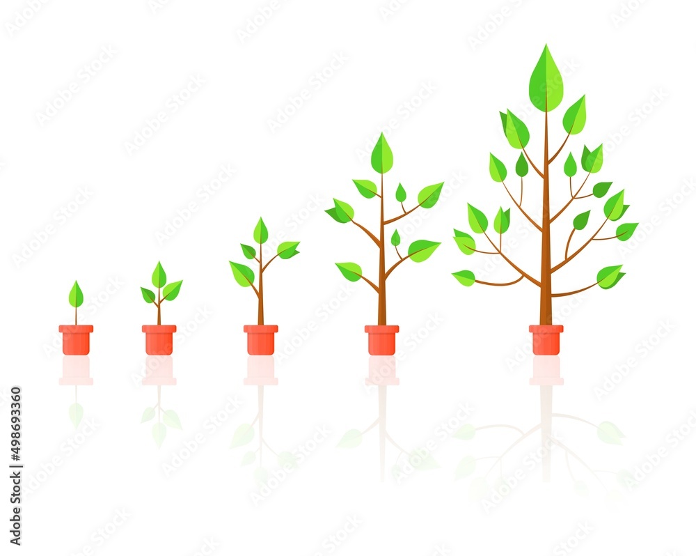 Life Cycle Timeline and growth metaphor, tree growth stages from seed ...