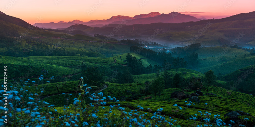 Colorful landscape view from Munnar Tea Garden, Kerala nature scenery ...
