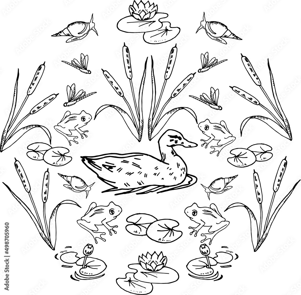 Swamp Plants Drawings