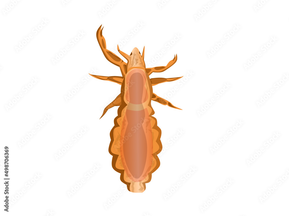 Vector illustration, head lice or Pediculus humanus capitis with eggs ...