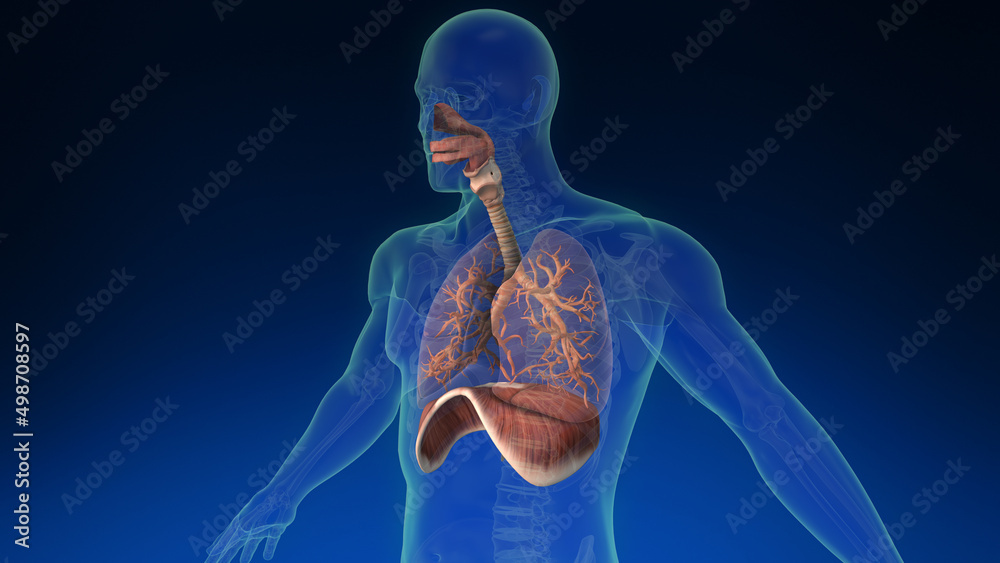 3d human lung inside human body with its parts visible. Medically ...