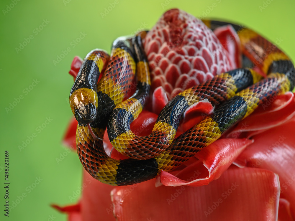 Costa Rican coral snake common snake distributed from the east and ...