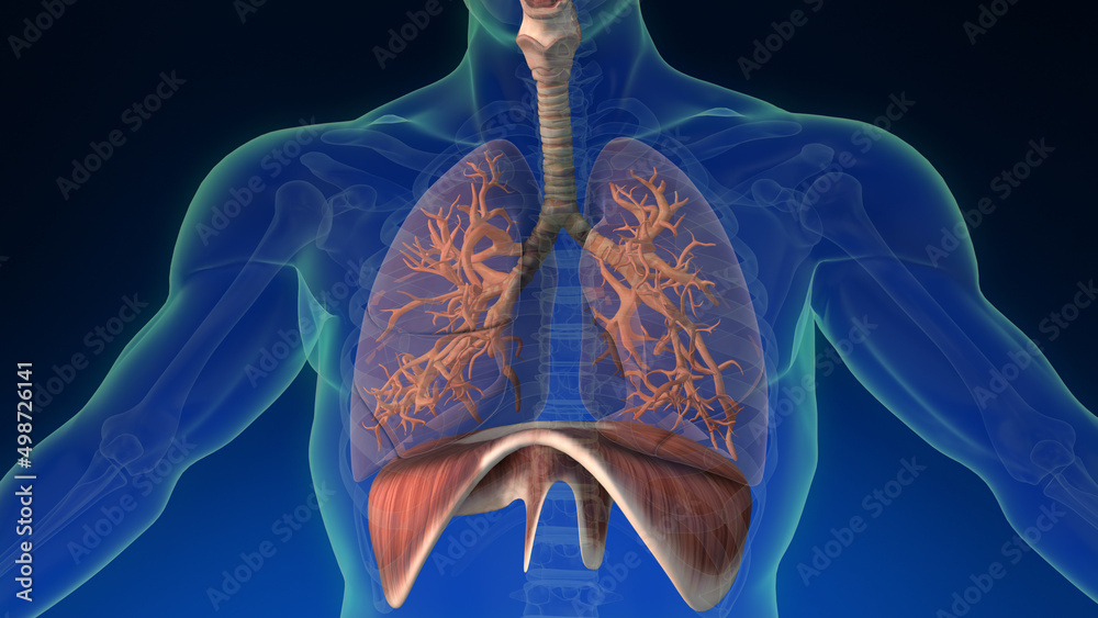 3d human lung inside human body with its parts visible. Medically ...