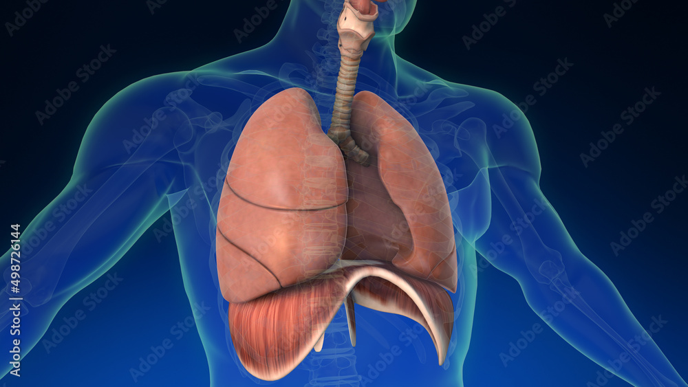 3d human lung inside human body with its parts visible. Medically ...