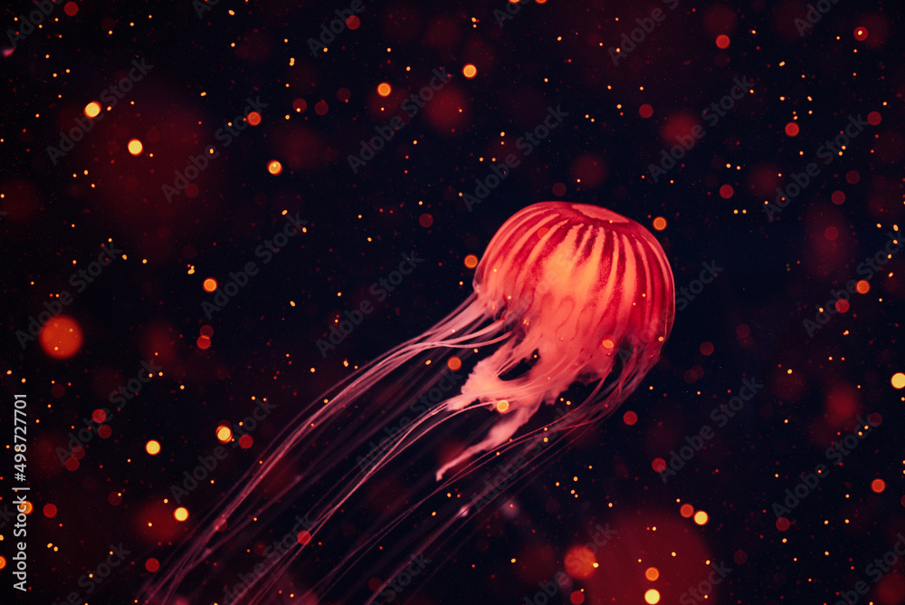Glowing red Jellyfish underwater ocean. Japanese sea nettle floating in ...