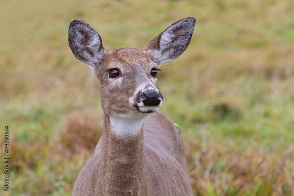 Female White Tailed Deer
