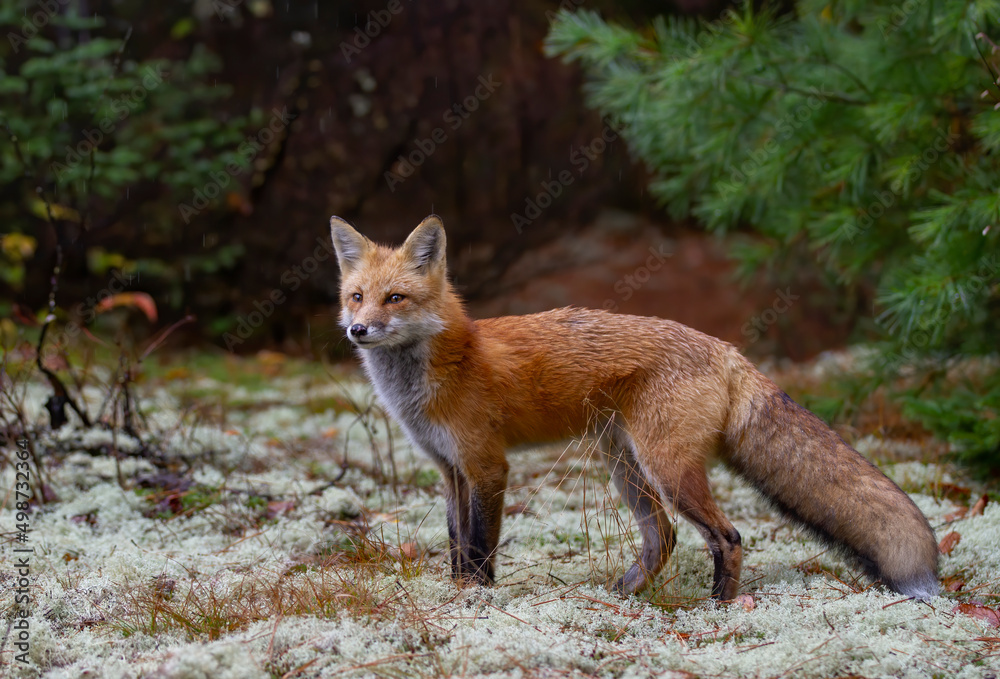 Red fox with a bushy tail walking in the forest in autumn in Algonquin ...