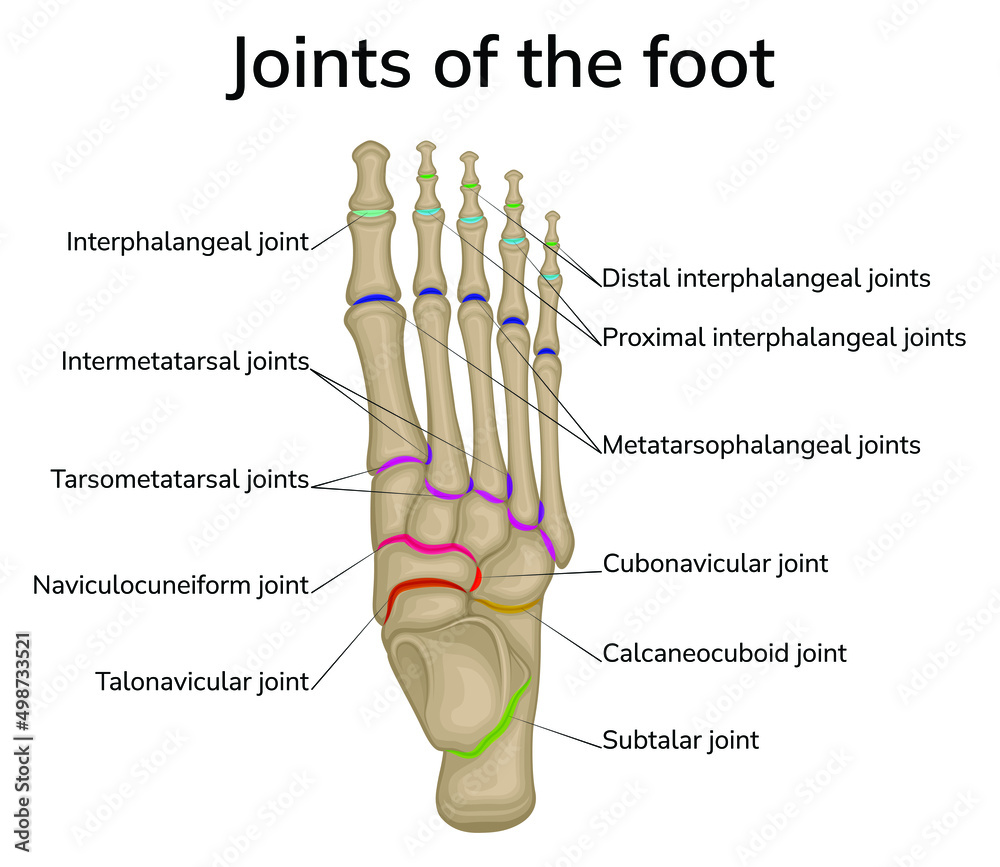 Illustration Of The Joints Of The Foot The Bones Of The Foot Are