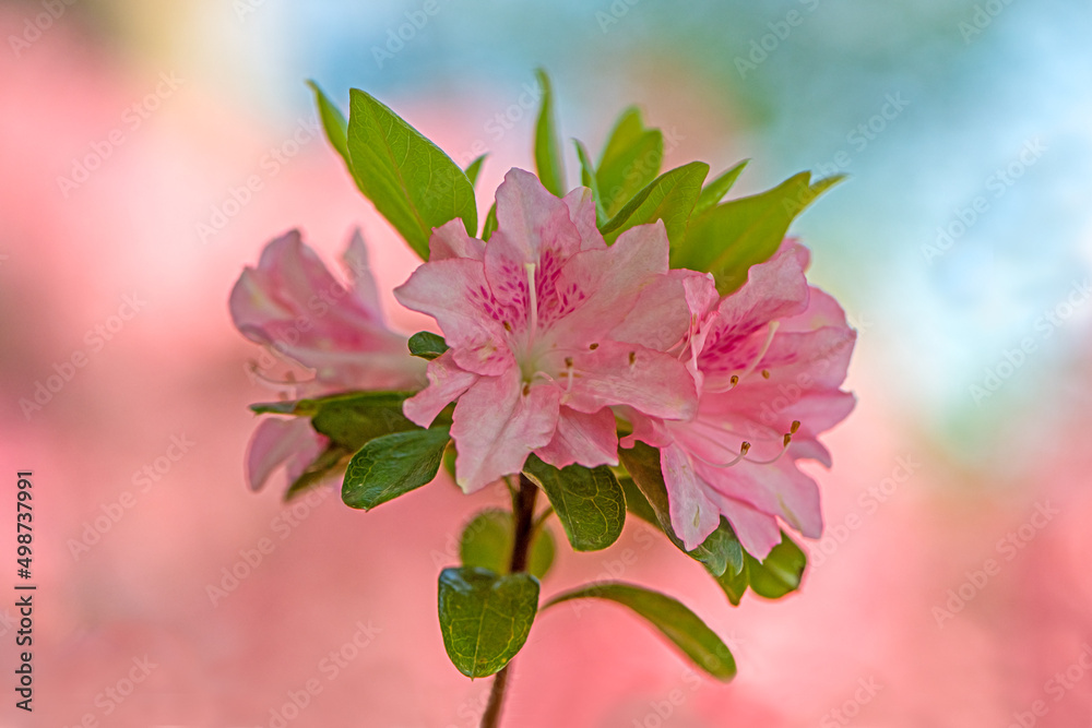 Pink Azalea Cluster with Soft-focus Background Stock Photo | Adobe Stock