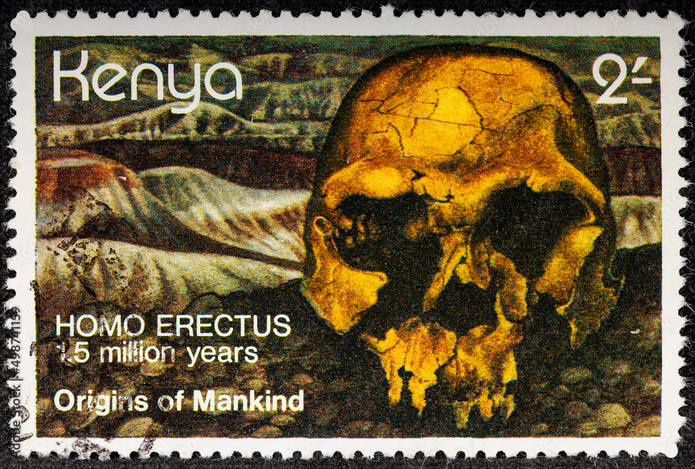 Kenya - circa 1982: A Kenyan postage stamp shows the skull of a 1.5 ...