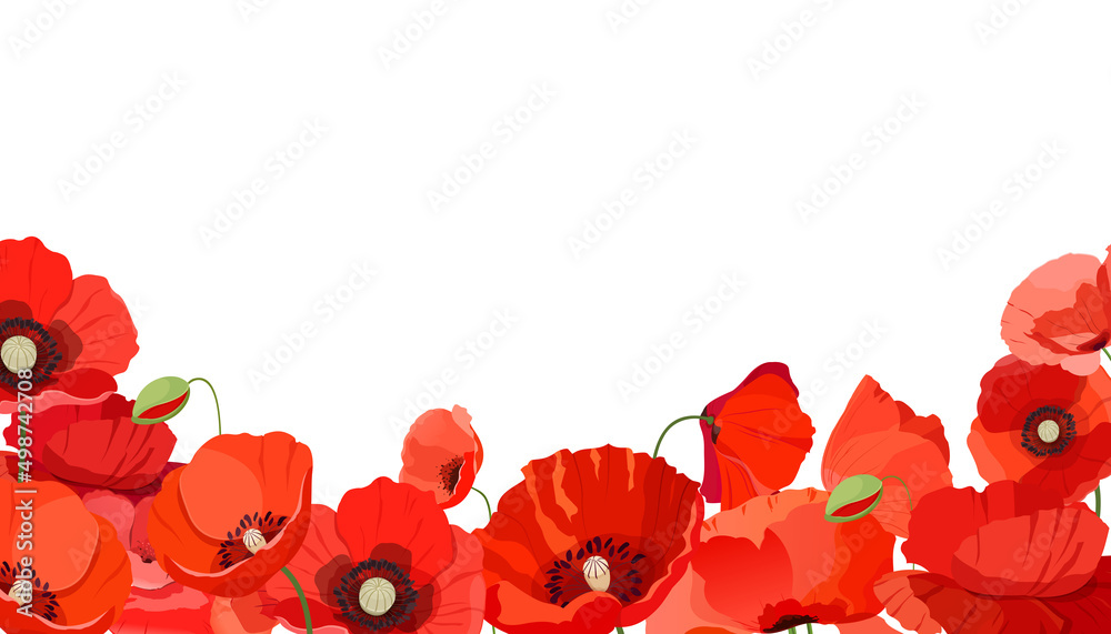 Poppy flowers. Horizontal background with red poppies flowers. Vector ...