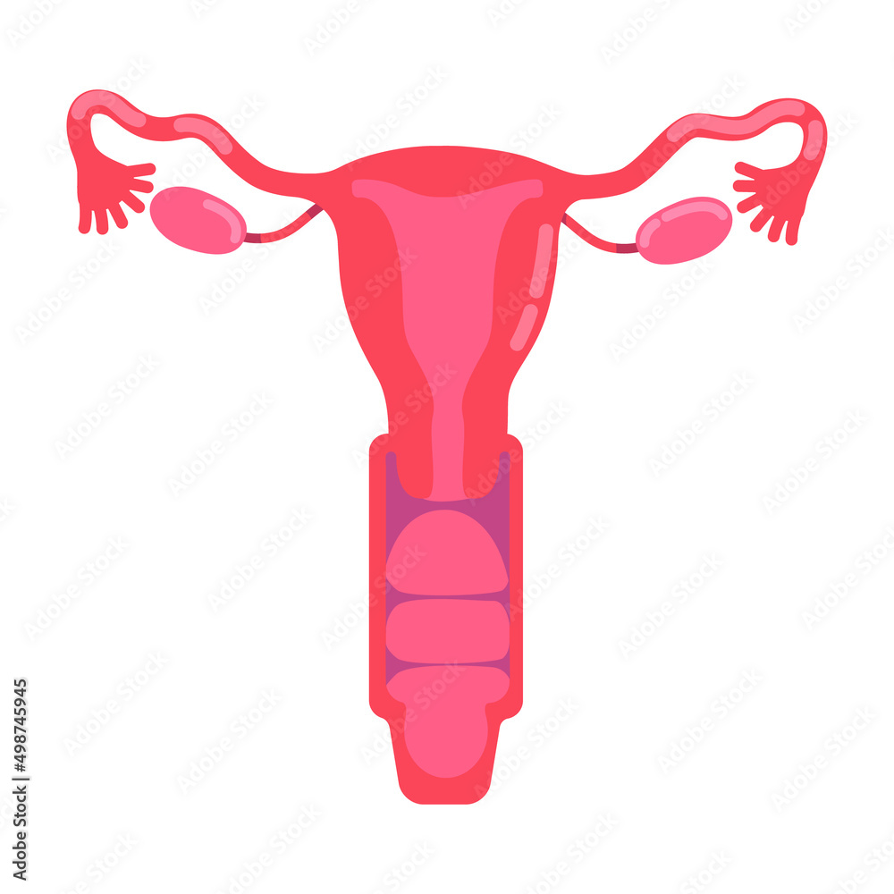 Simple Female Reproductive Organ