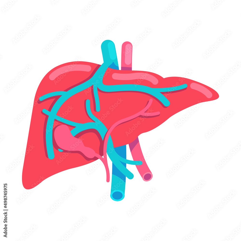 Liver semi flat color vector object. Internal organ. Full sized item on ...
