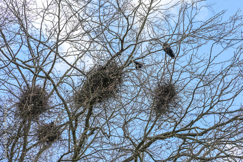 Bird nests built by a rook colony in the top of a tall tree, symbol of ...